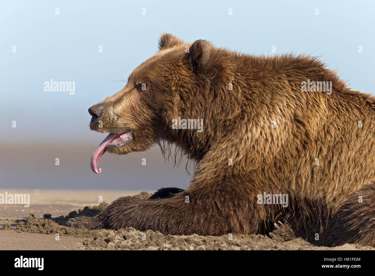 Grizzly Bear (Ursus arctos horribilis) sticking out tongue, Lake Clark ...