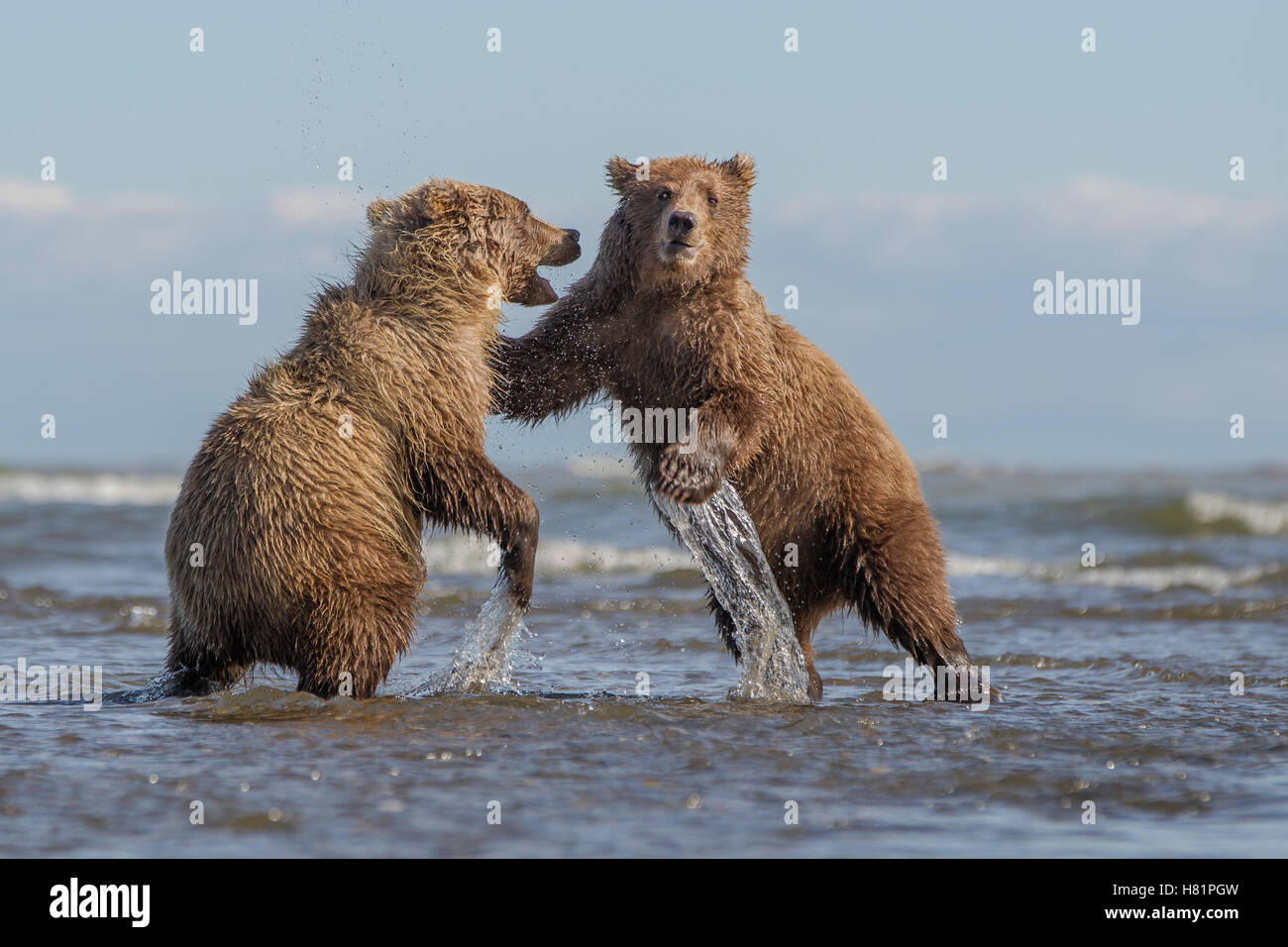 Grizzly Bear (Ursus arctos horribilis) cubs play-fighting in shallow ...
