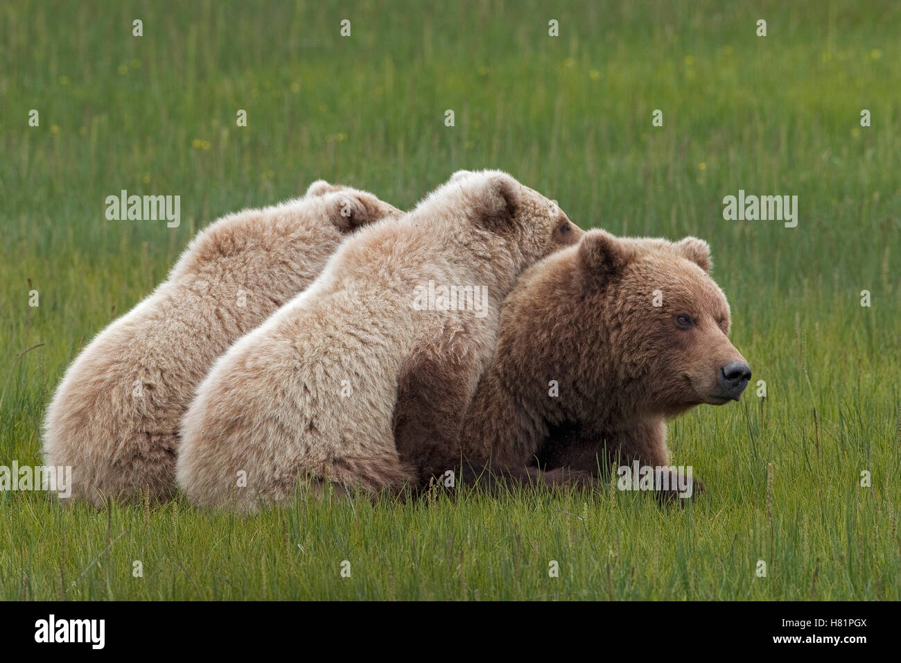 Grizzly Bear (Ursus arctos horribilis) mother and cubs resting, Lake ...