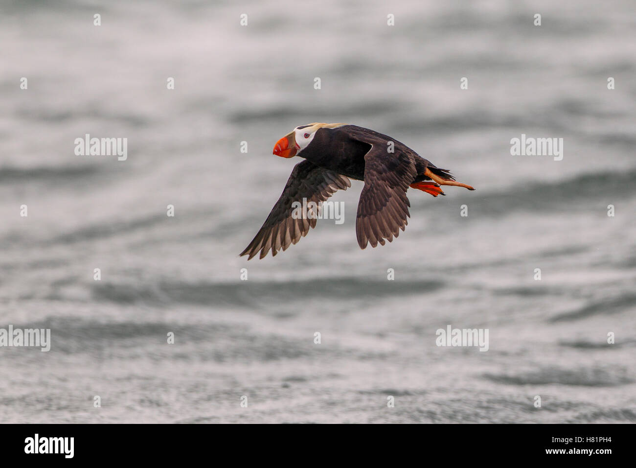 Tufted Puffin (Fratercula cirrhata) flying, Cook Inlet, Alaska Stock ...