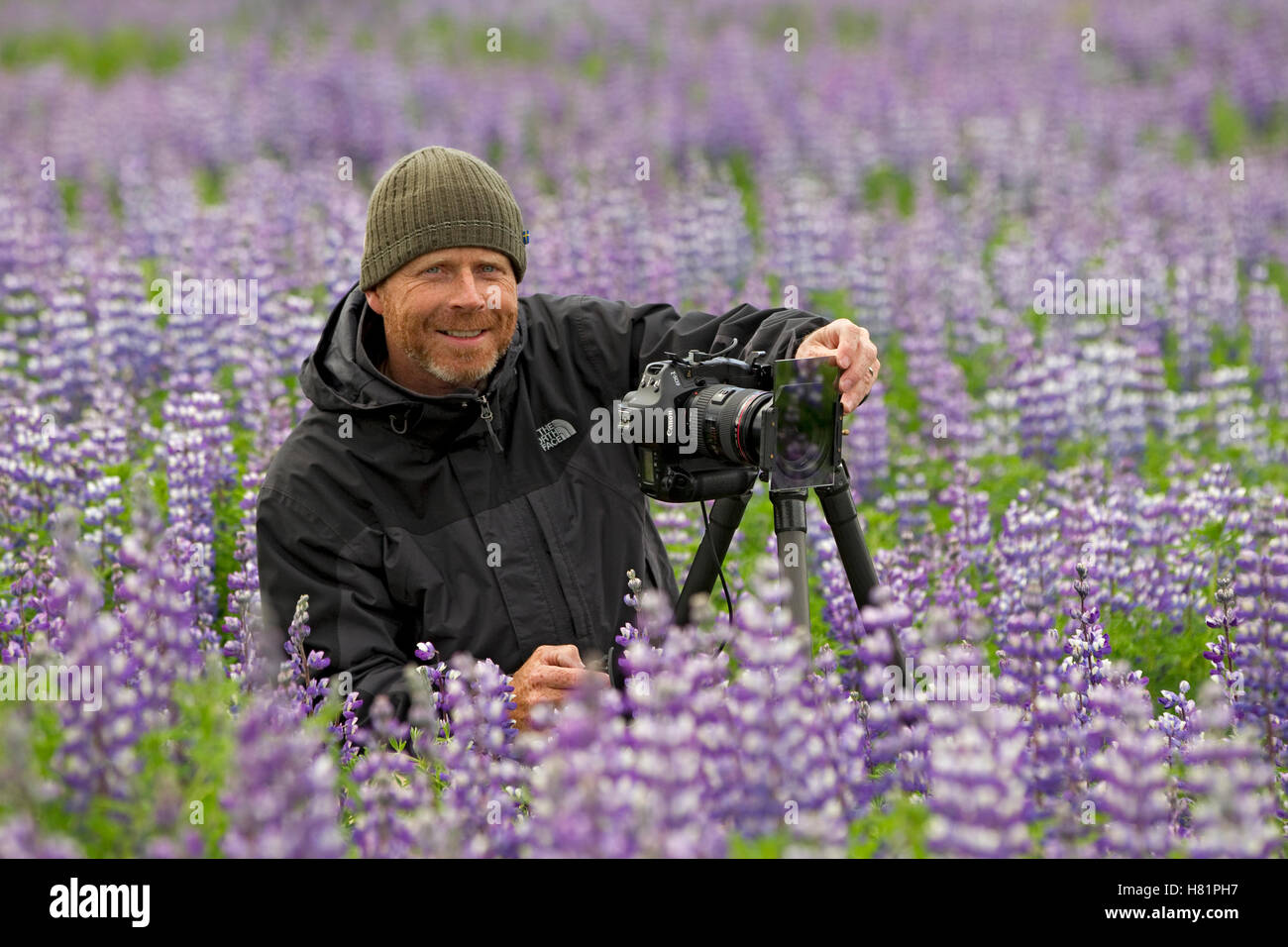 Nootka Lupine (Lupinus nootkatensis) field and photographer Ingo Arndt ...