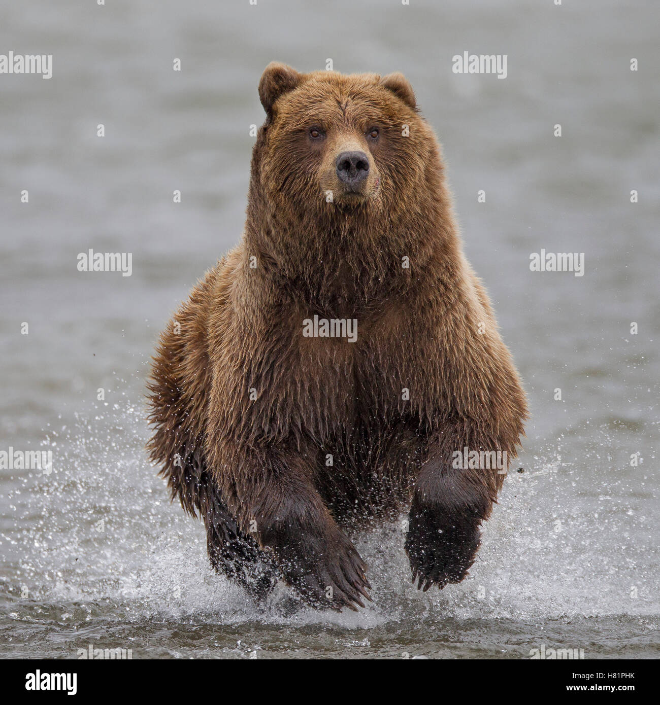 Grizzly Bear (Ursus arctos horribilis) chasing salmon, Lake Clark ...