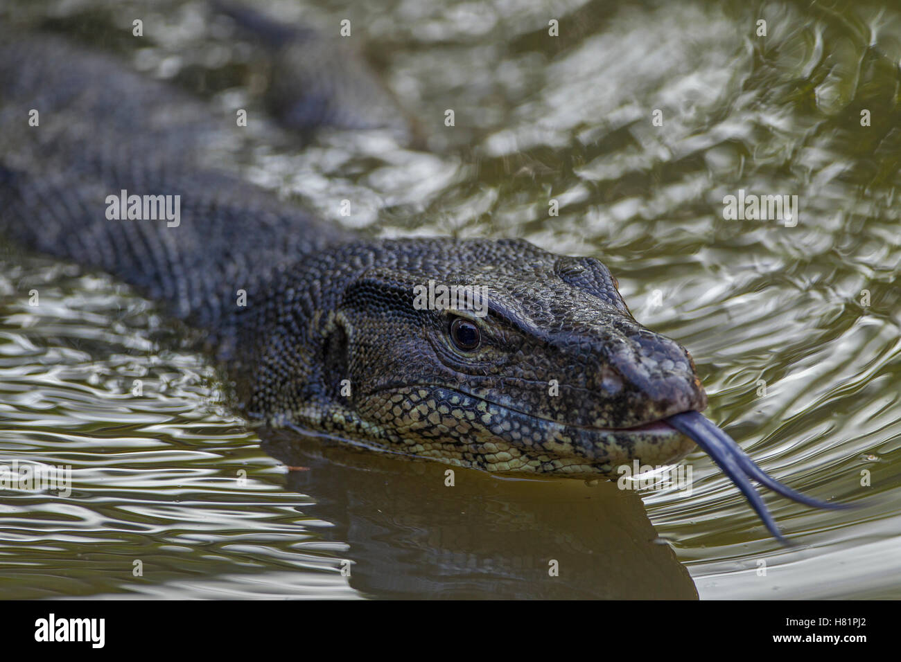 Common Water Monitor (Varanus salvator) swimming, native to southern ...