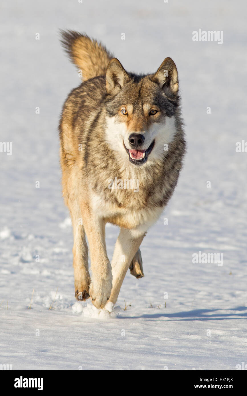 Timber Wolf (Canis lupus) running in snow, Minnesota Stock Photo - Alamy