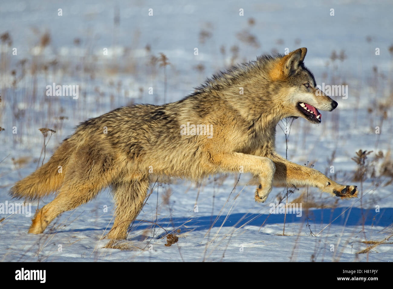 Timber Wolf (Canis lupus) running in snow, Minnesota Stock Photo - Alamy