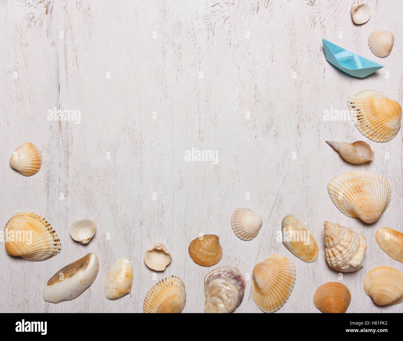 pattern of shells on a white background, top view, Overhead view Stock ...
