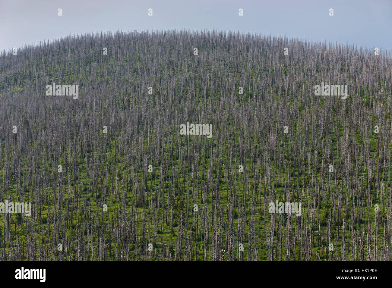Norway Spruce (Picea abies) trees that have died after being afflicted ...