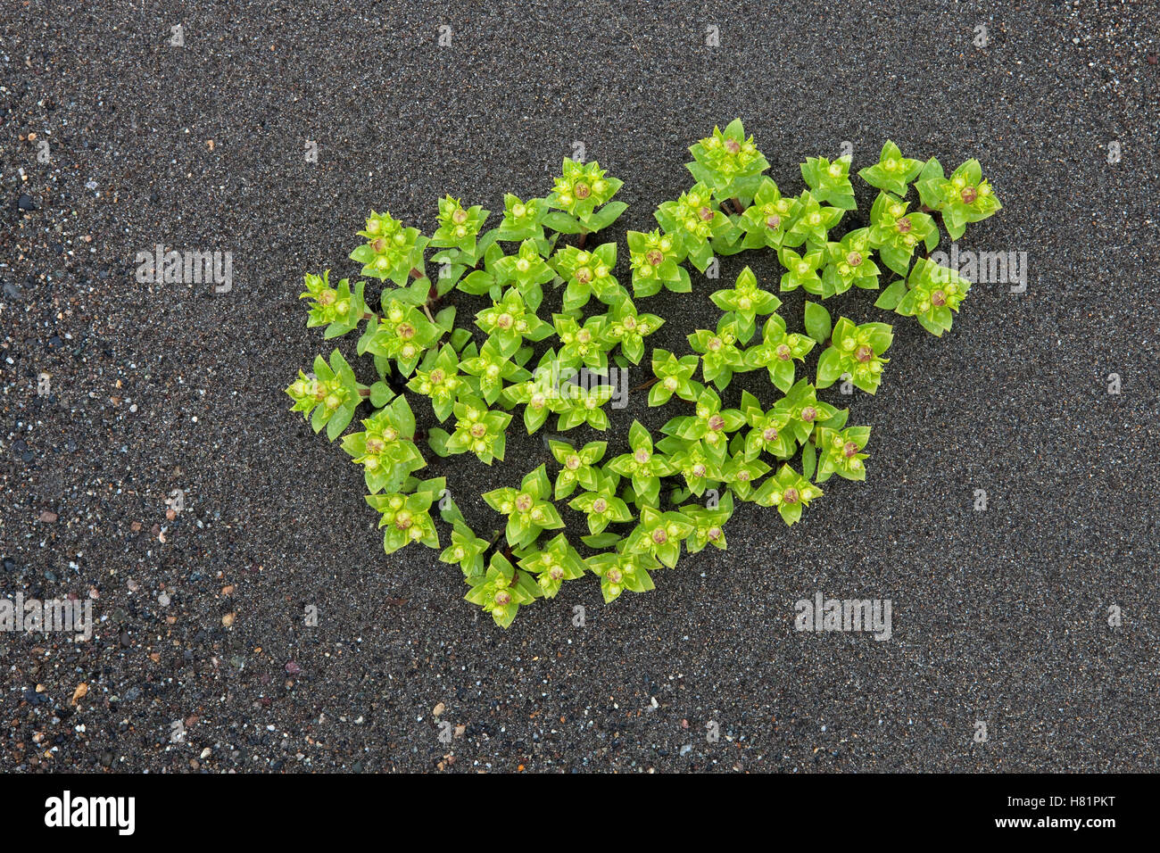 Sea Sandwort (Honckenya peploides) growing on beach, Lake Clark ...