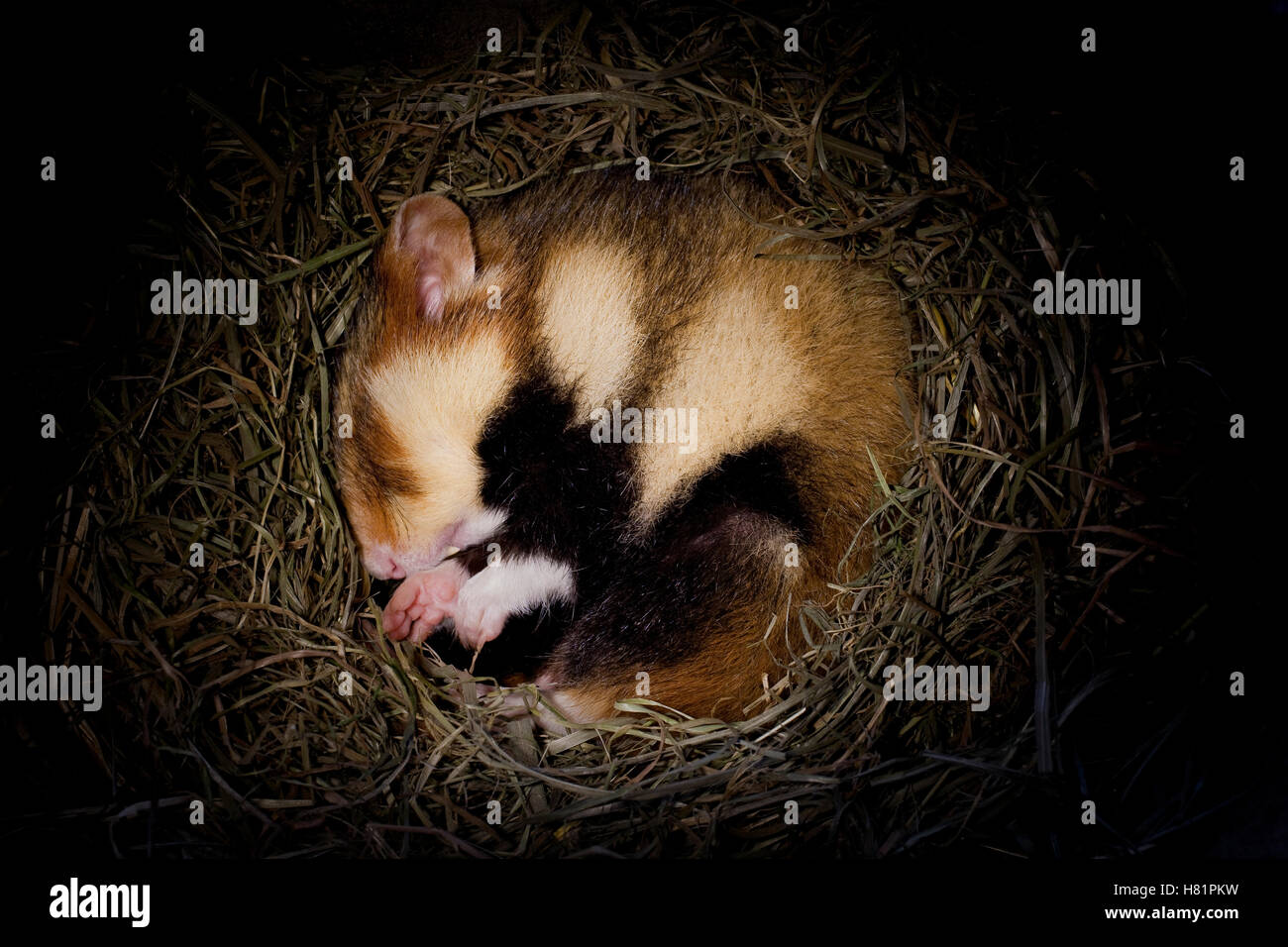 Common Hamster (Cricetus cricetus) hibernating underground in nest ...