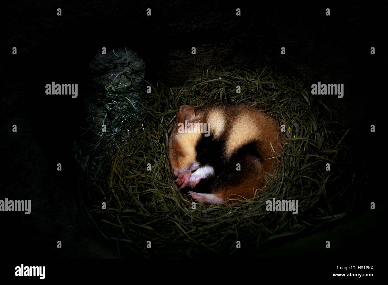 Common Hamster (Cricetus cricetus) hibernating underground in nest ...
