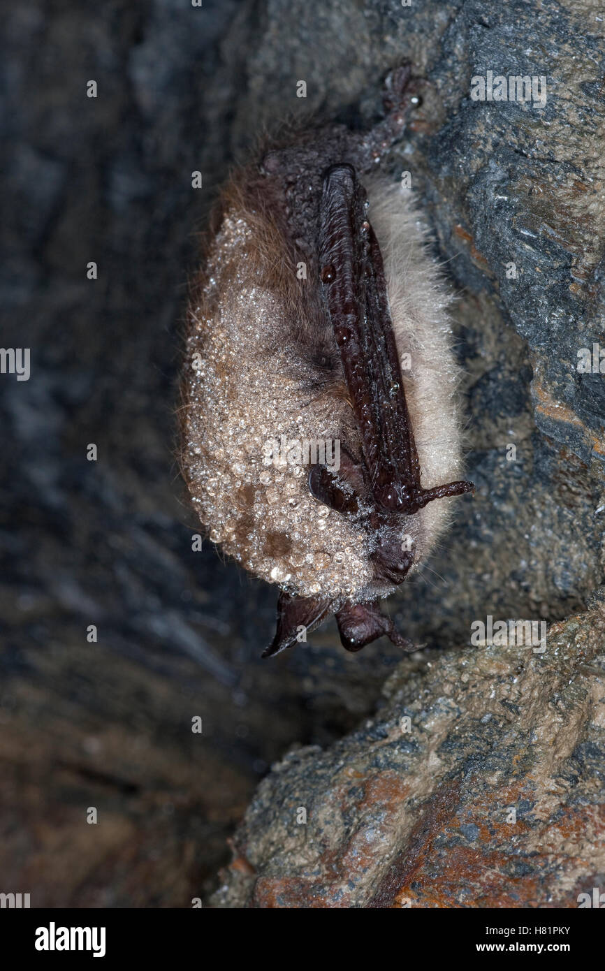 Whiskered Bat (Myotis mystacinus) hibernating in cave covered with dew ...