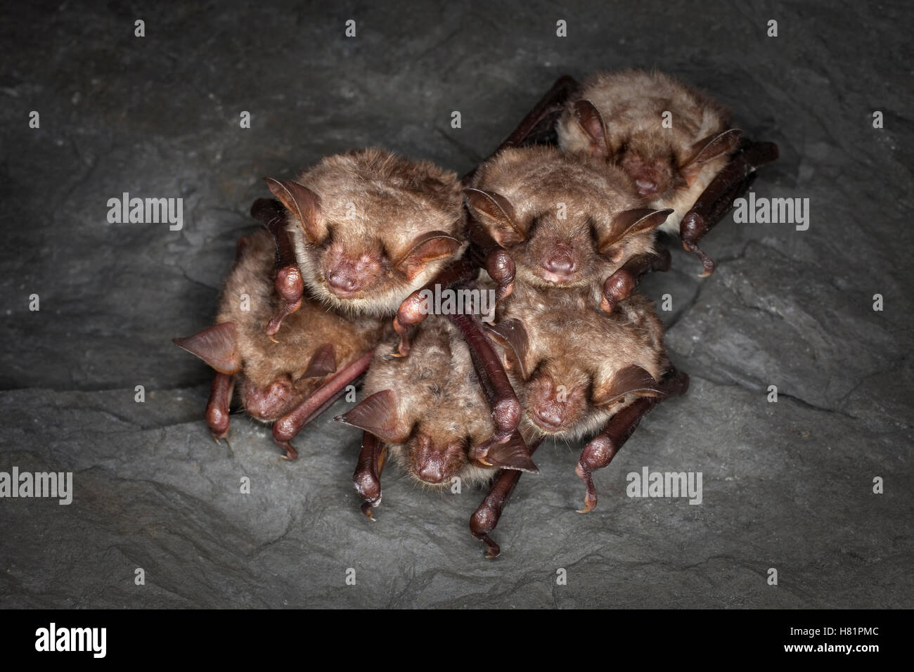 Greater Mouse-eared Bat (Myotis myotis) group hibernating in cave ...