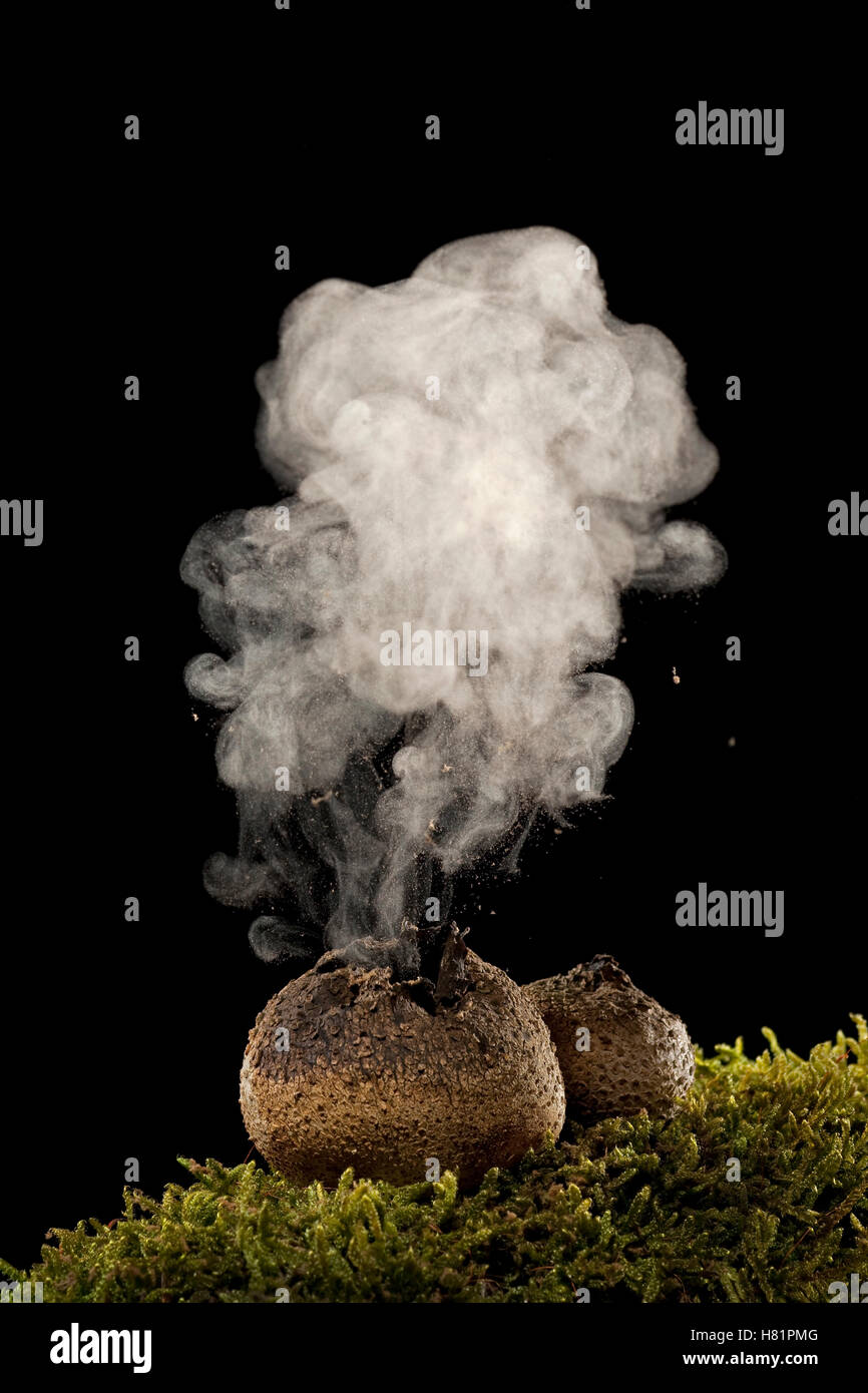 Common Earthball (Scleroderma citrinum) emitting spores, Germany Stock ...