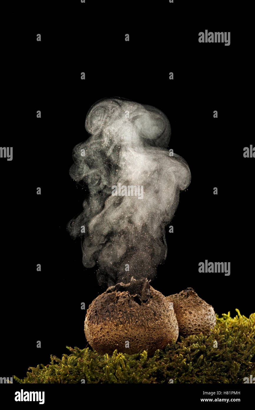 Common Earthball (Scleroderma citrinum) emitting spores, Germany Stock ...