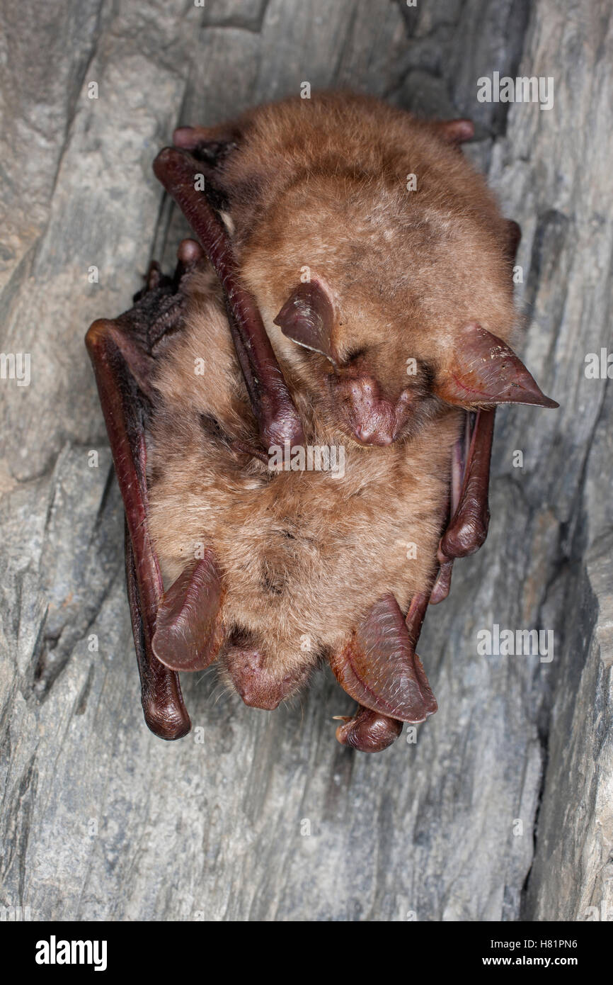 Greater Mouse-eared Bat (Myotis myotis) pair hibernating in cave ...