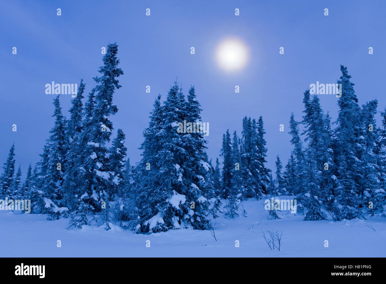 Boreal forest during winter with moon near Fairbanks, Alaska Stock ...