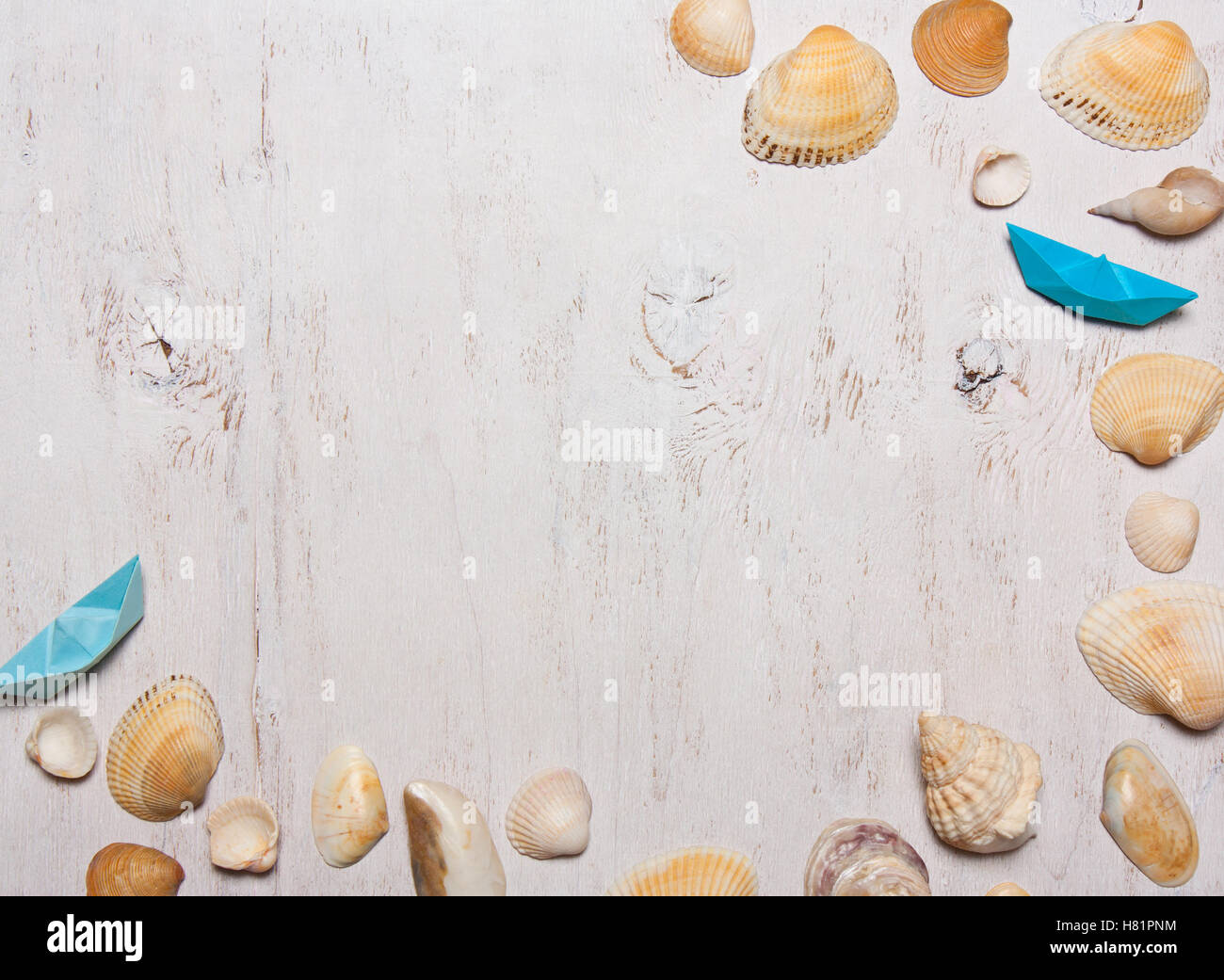 pattern, composition of shells on a white background, top view ...