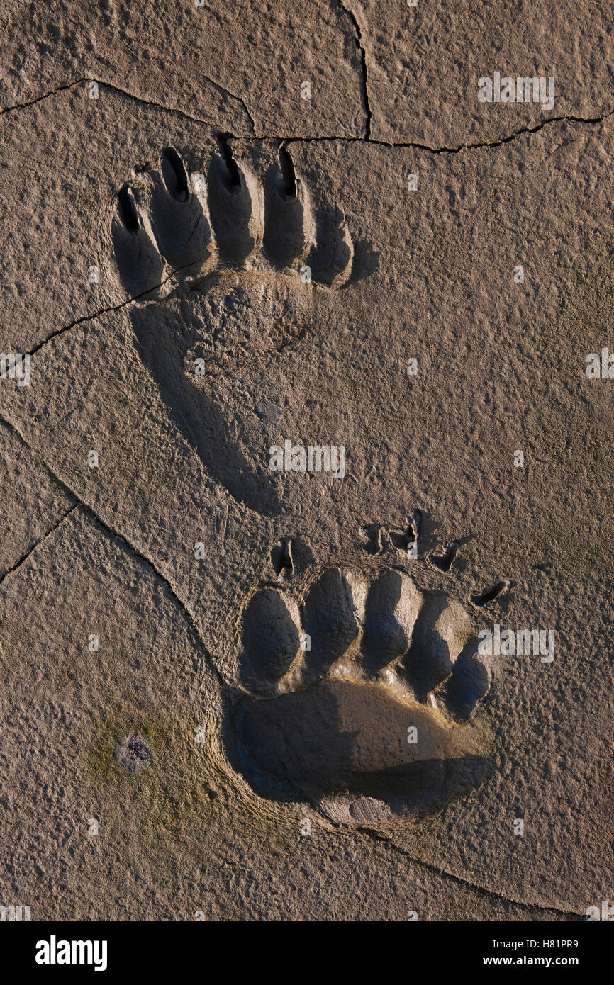 Grizzly Bear (Ursus arctos horribilis) front and rear tracks in mud ...