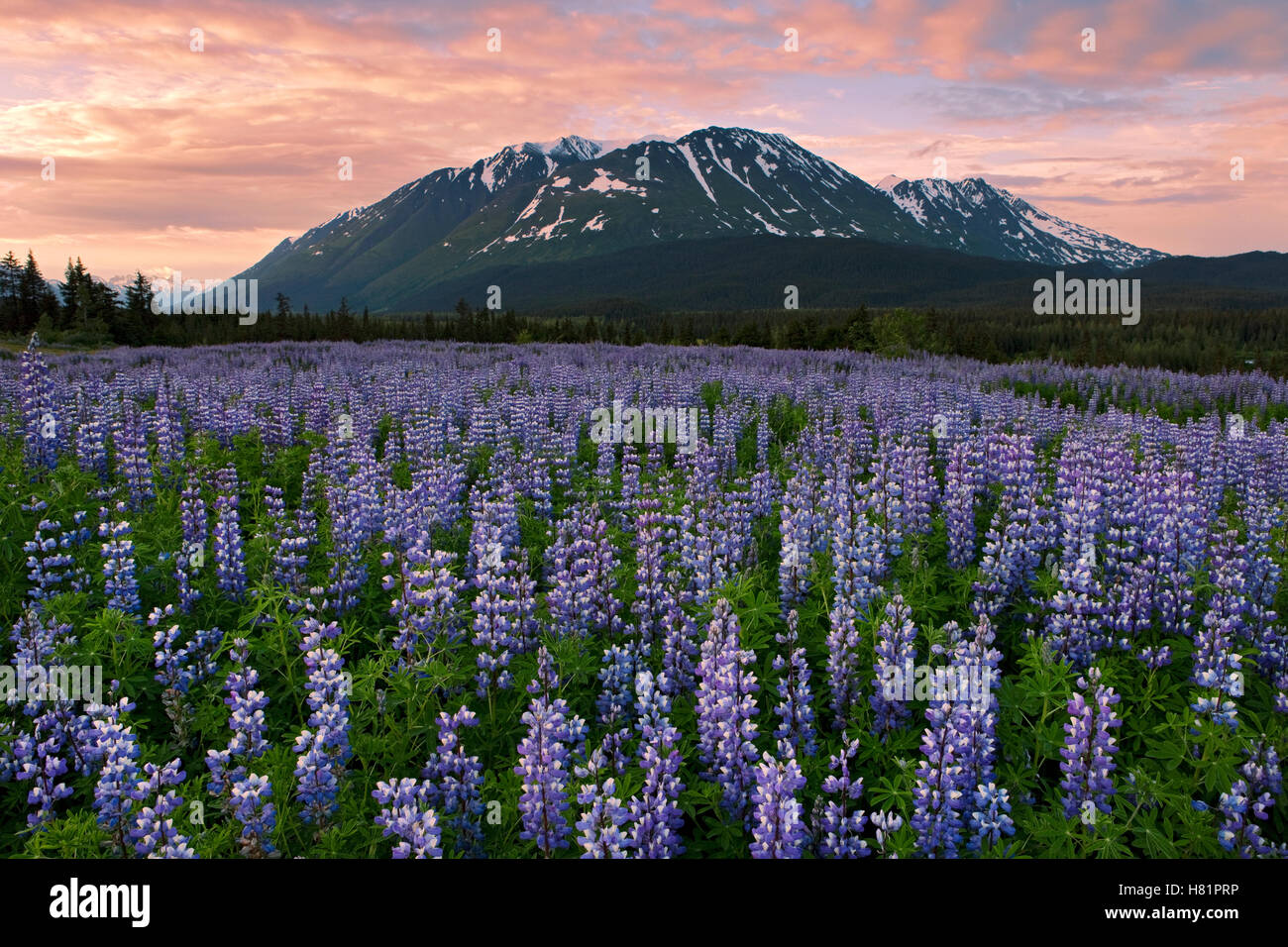 Nootka Lupine (Lupinus nootkatensis) at sunset, Chugach National Forest ...