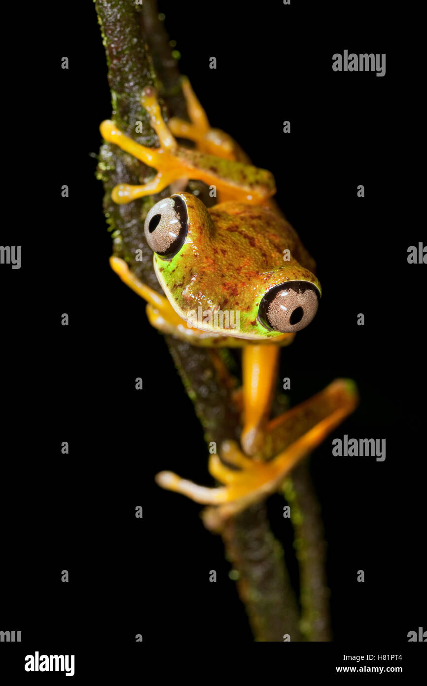 Lemur Frog (Phyllomedusa lemur), Costa Rica Stock Photo - Alamy