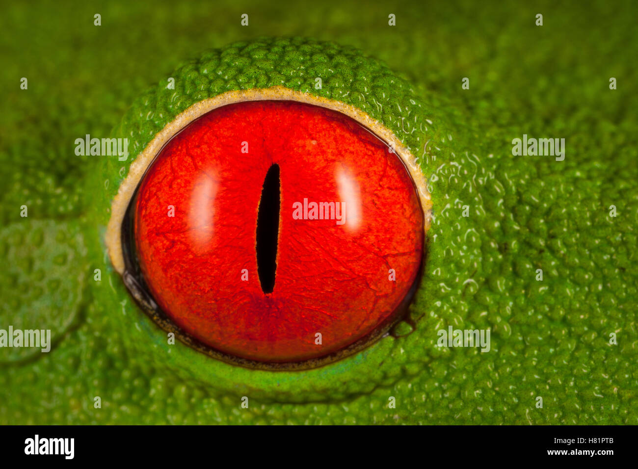 Red-eyed Tree Frog (Agalychnis callidryas) eye, Costa Rica Stock Photo ...