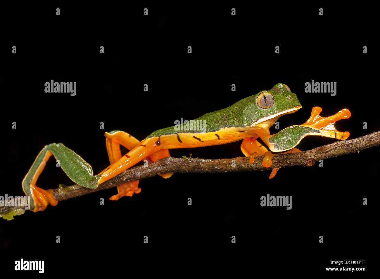 Splendid Leaf Frog (Agalychnis calcarifer) walking on branch, Costa ...