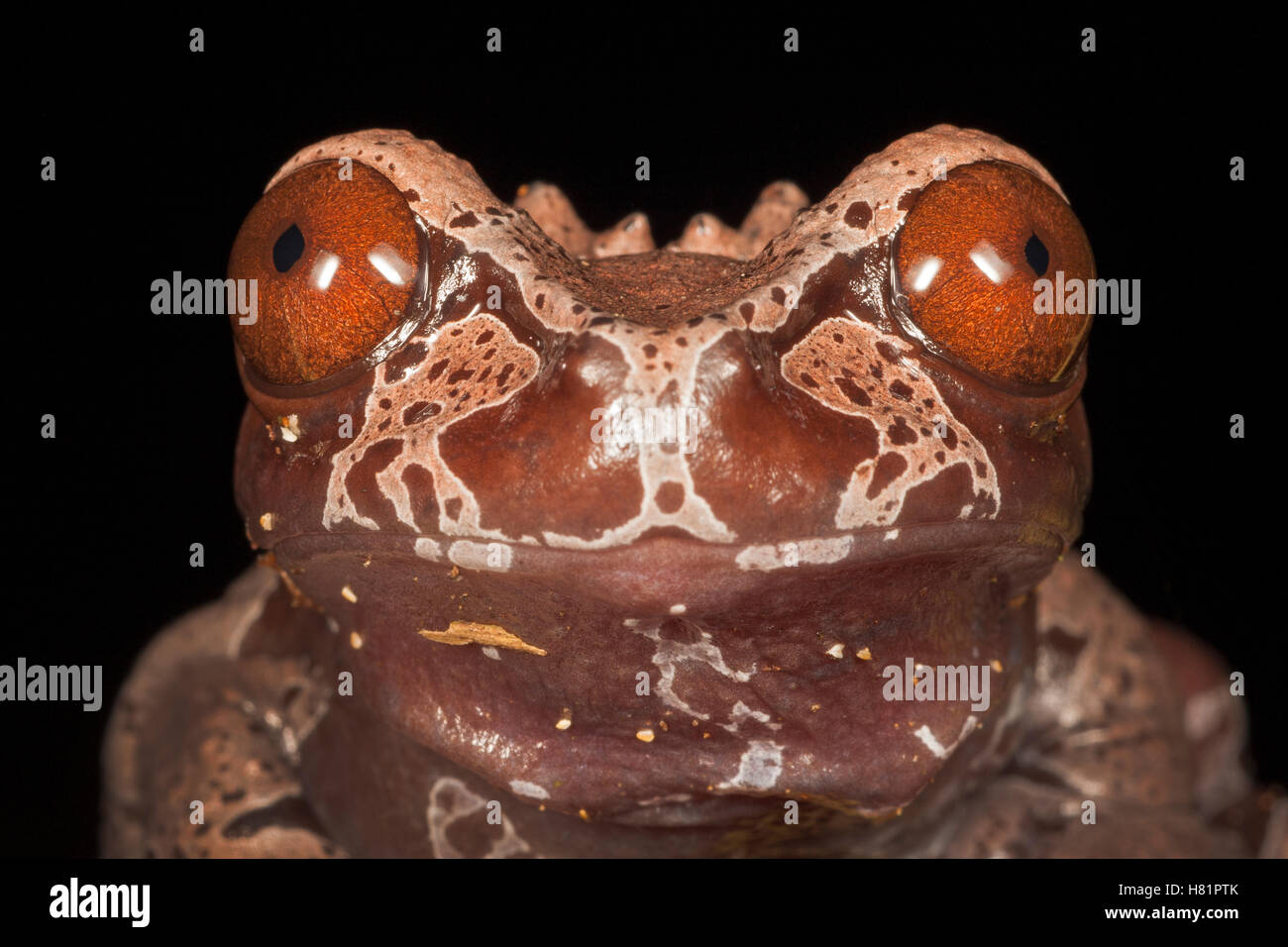 Crowned Frog (Anotheca spinosa) in cloud forest, Costa Rica Stock Photo ...