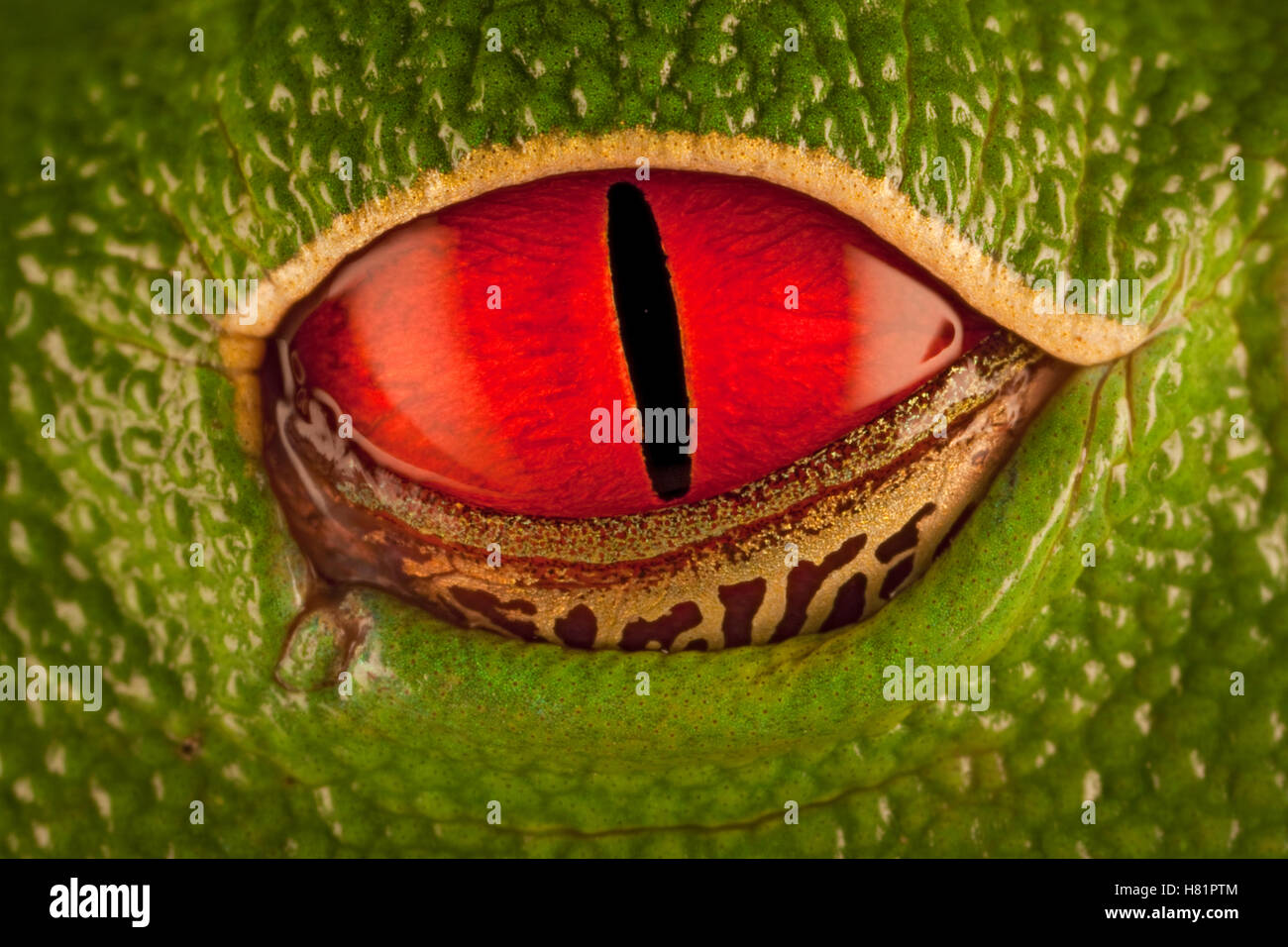 Red-eyed Tree Frog (Agalychnis callidryas) eye half covered with semi ...