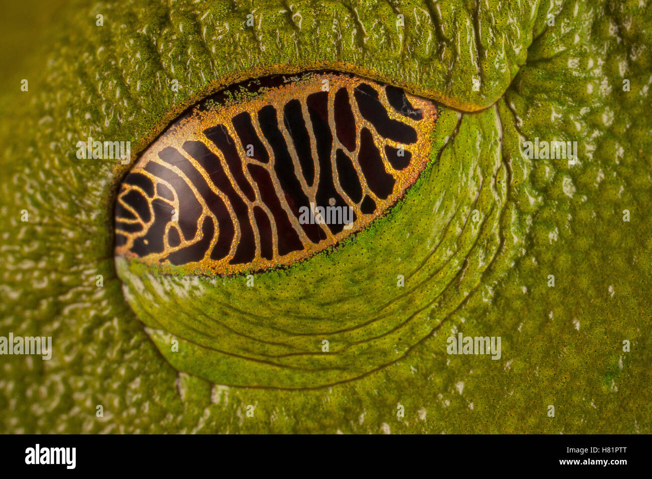 Gliding Leaf Frog (Agalychnis spurrelli) eye closed with semi ...