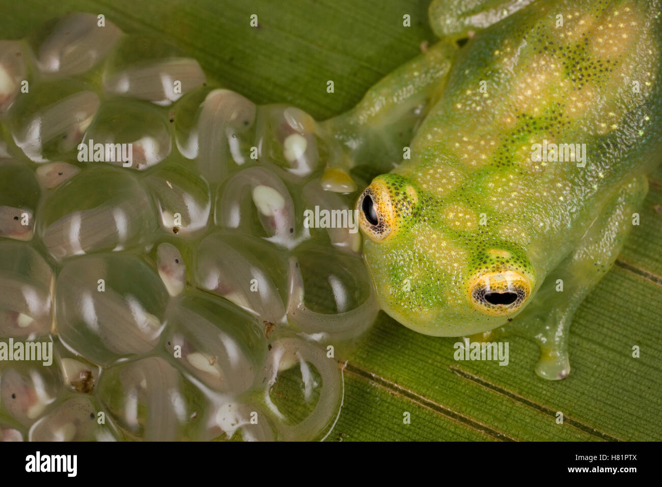 Reticulated Glass Frog (Hyalinobatrachium valerioi) male guarding egg clutch, Costa Rica Stock ...