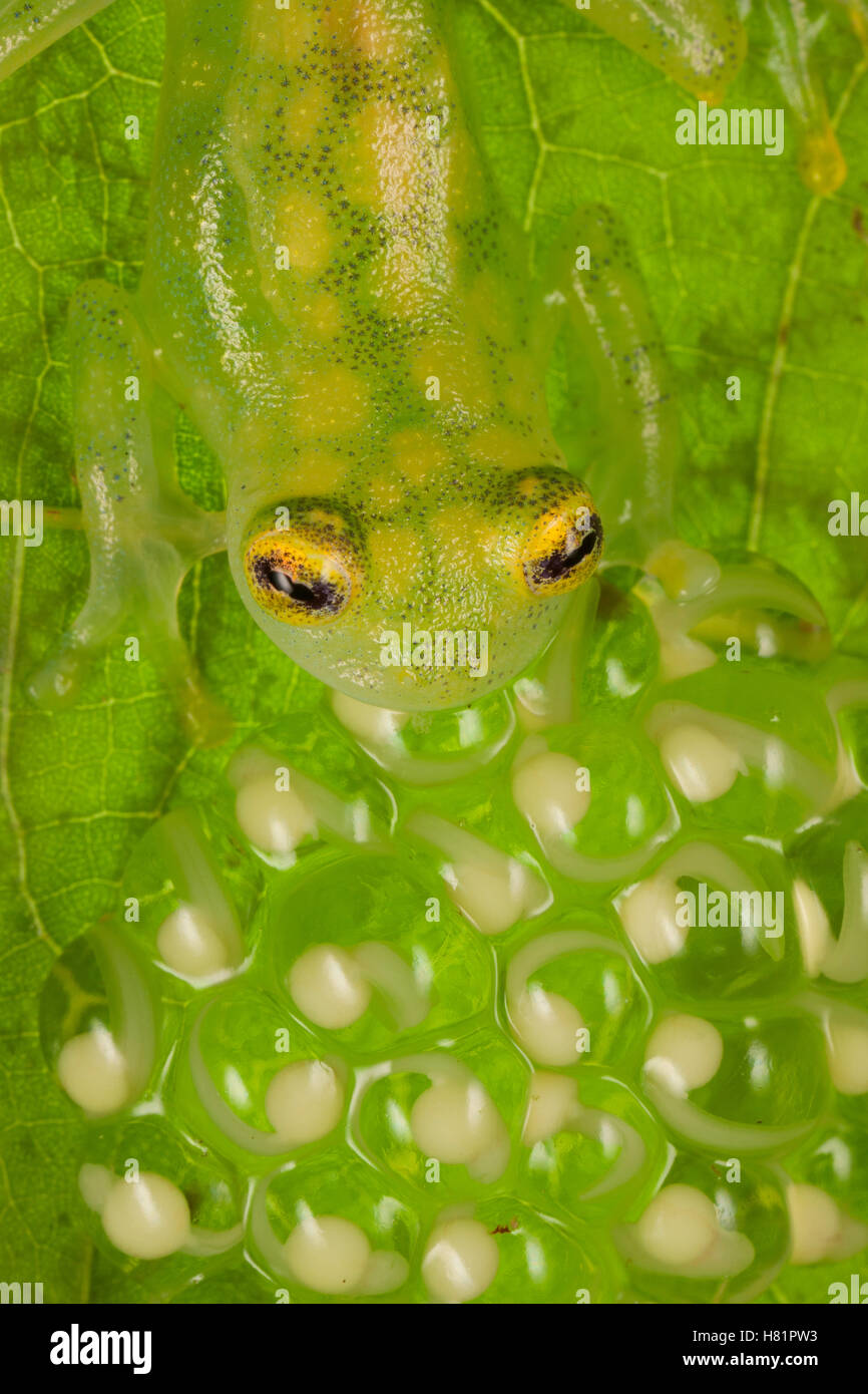 Reticulated Glass Frog (Hyalinobatrachium valerioi) male camouflaged on leaf guarding egg clutch ...
