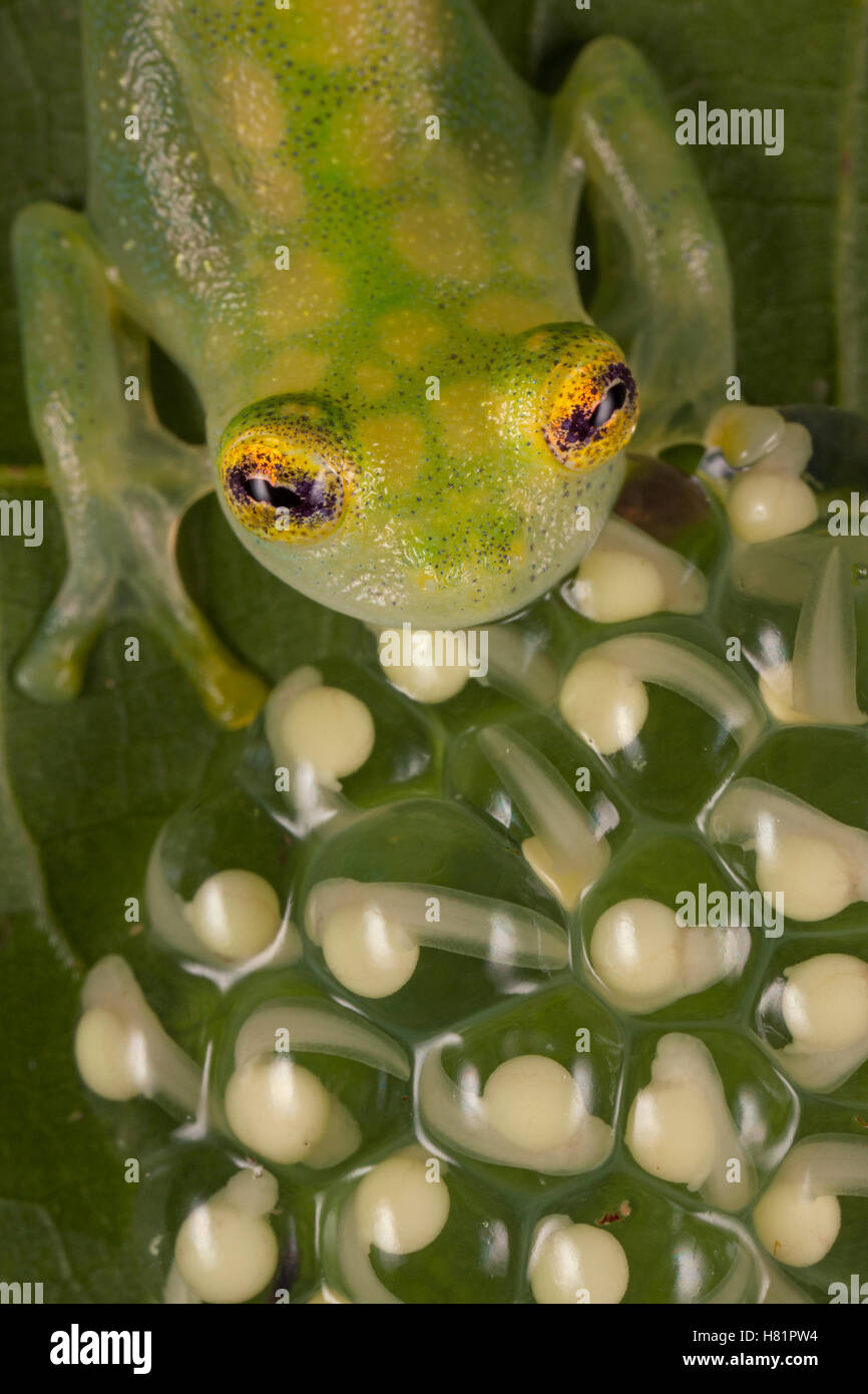 Reticulated Glass Frog (Hyalinobatrachium valerioi) male guarding egg clutch, Costa Rica Stock ...