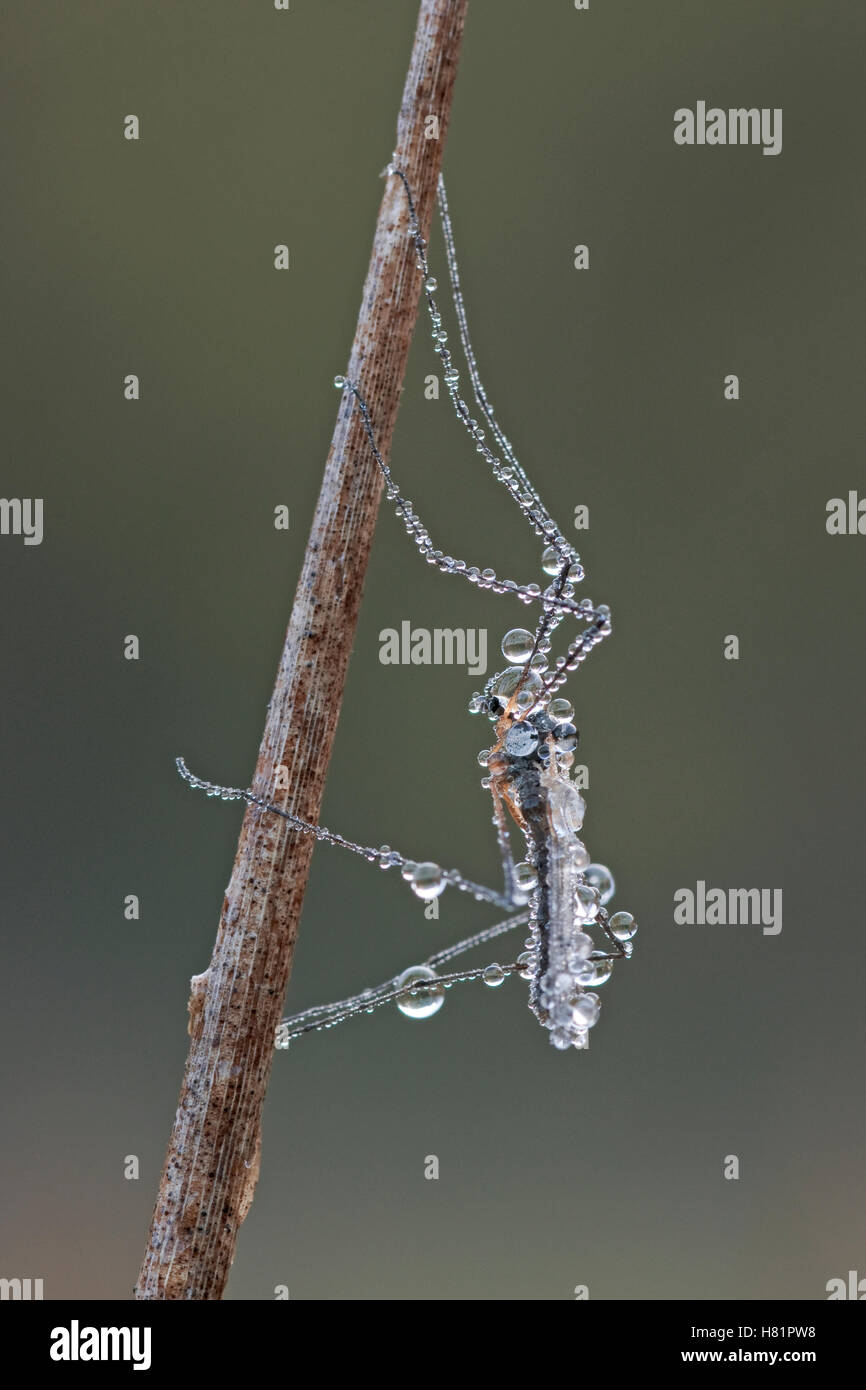 Mosquito (Aedes sp) on branch covered with dew, Germany Stock Photo - Alamy