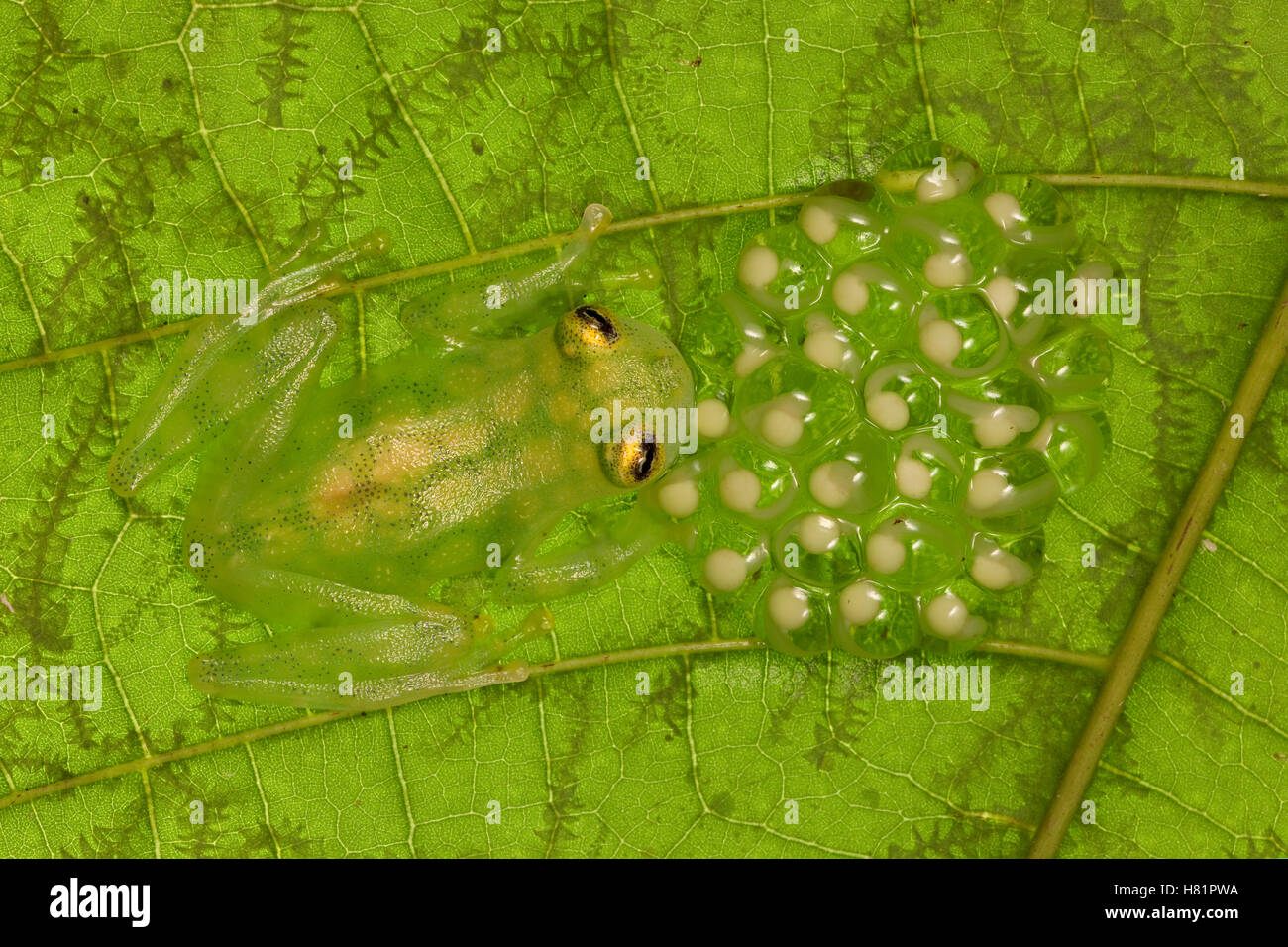Reticulated Glass Frog (Hyalinobatrachium valerioi) male camouflaged on leaf guarding egg clutch ...