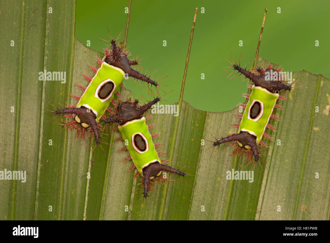 Saddleback Moth (Sibine horrida) caterpillars with poisonous spines ...