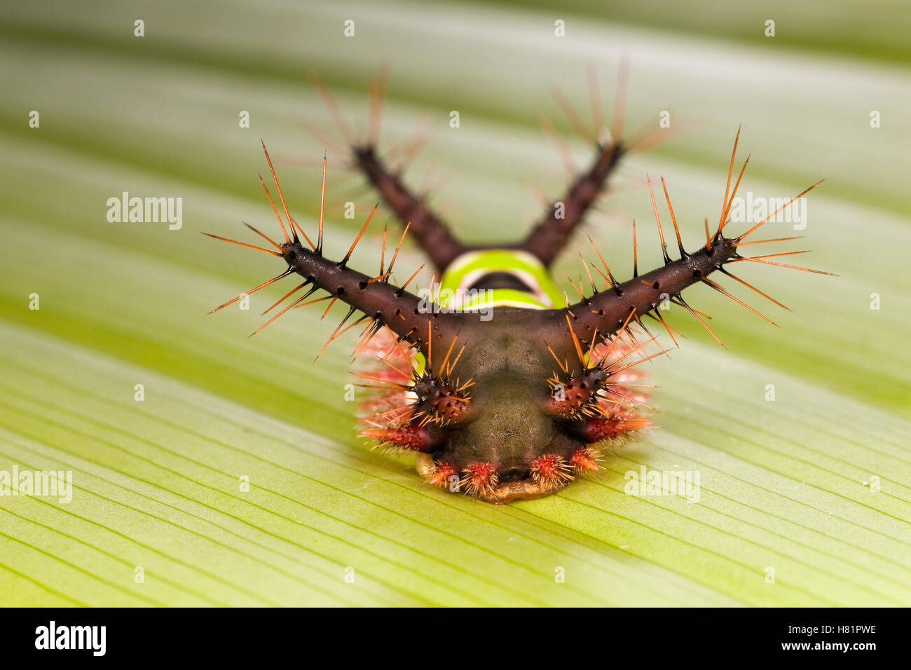 Saddleback Moth (Sibine horrida) caterpillar with poisonous spines ...