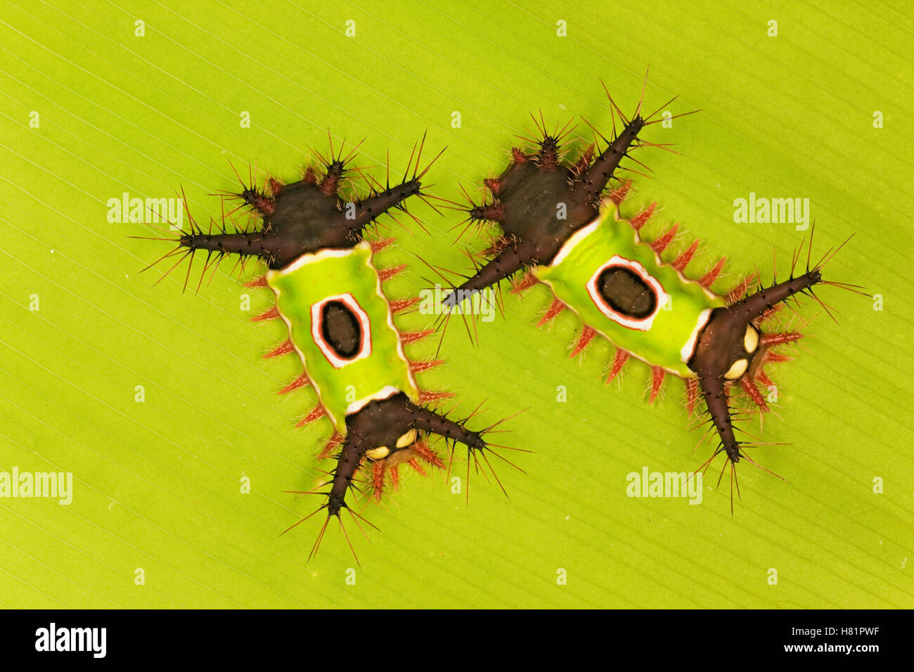Saddleback Moth (Sibine horrida) caterpillars with poisonous spines ...
