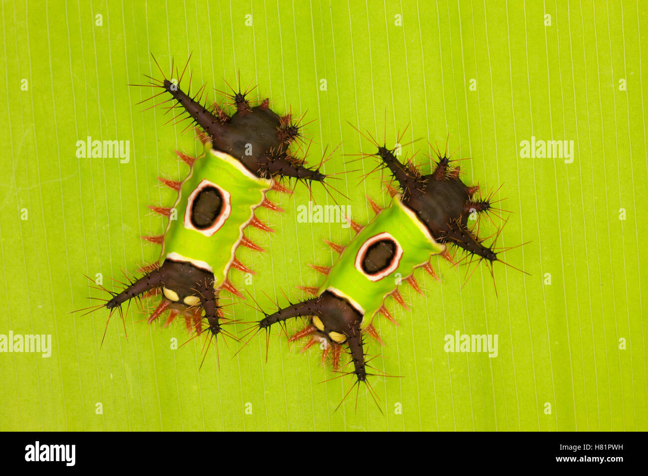 Saddleback Moth (Sibine horrida) caterpillars with poisonous spines ...
