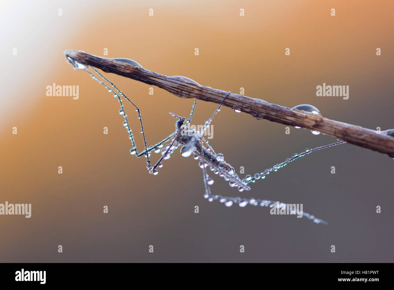 Mosquito (Aedes sp) on branch covered with dew, Germany Stock Photo - Alamy