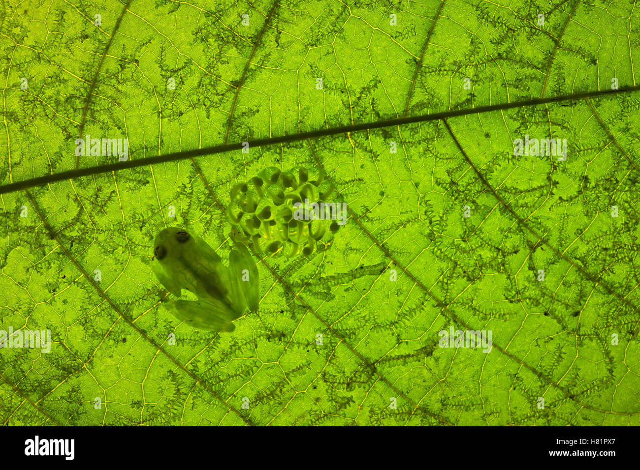 Reticulated Glass Frog (Hyalinobatrachium valerioi) male camouflaged on ...