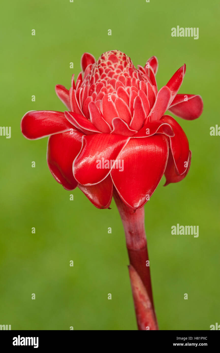 Torch Ginger (Nicolaia elatior) flower, Costa Rica Stock Photo - Alamy