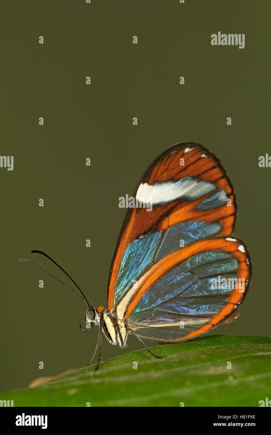 Glasswing (Greta oto) butterfly, native to South and Central America ...