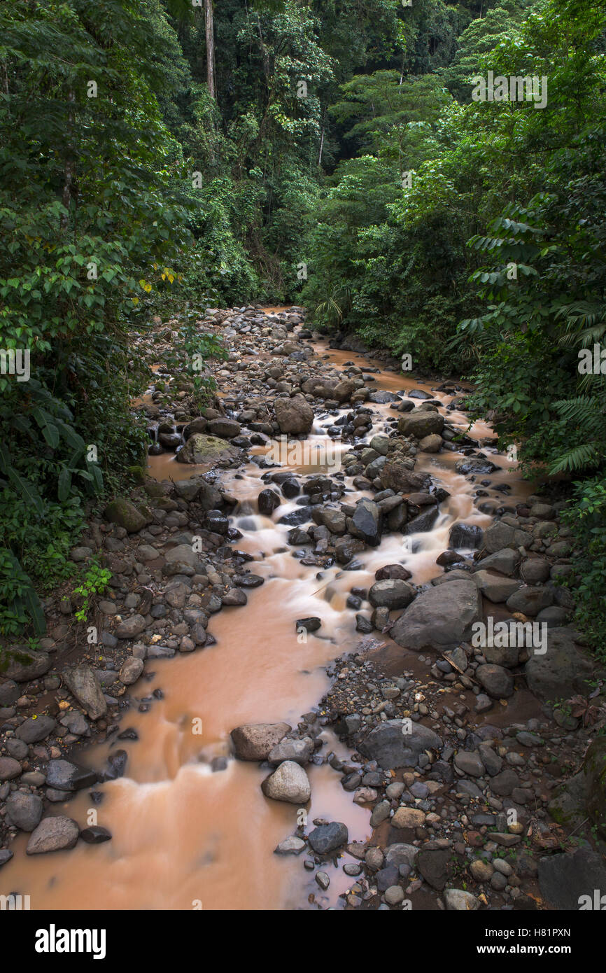 River flowing through rainforest, Costa Rica Stock Photo - Alamy