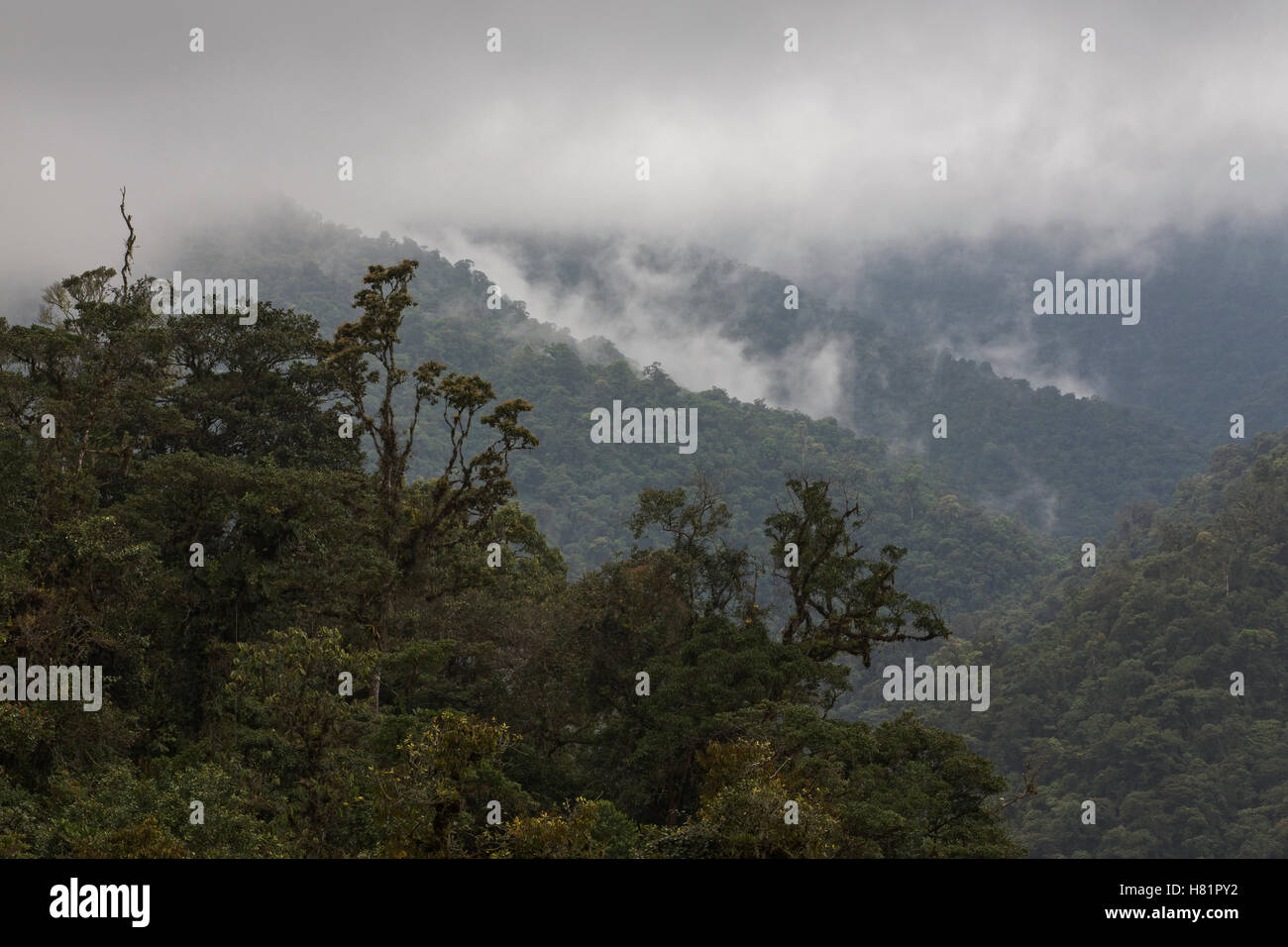 Old growth rainforest with heavy clouds, Orosi River, Tapanti National ...