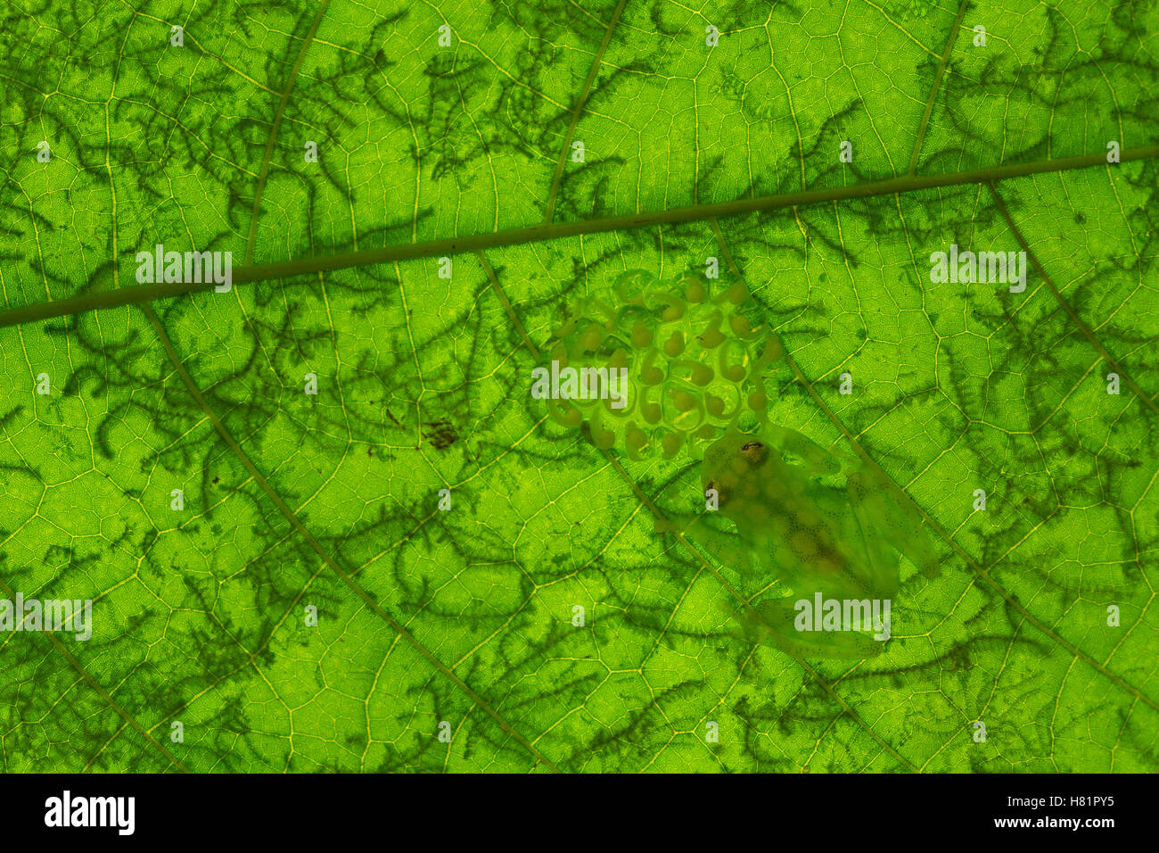 Reticulated Glass Frog (Hyalinobatrachium valerioi) male camouflaged on ...