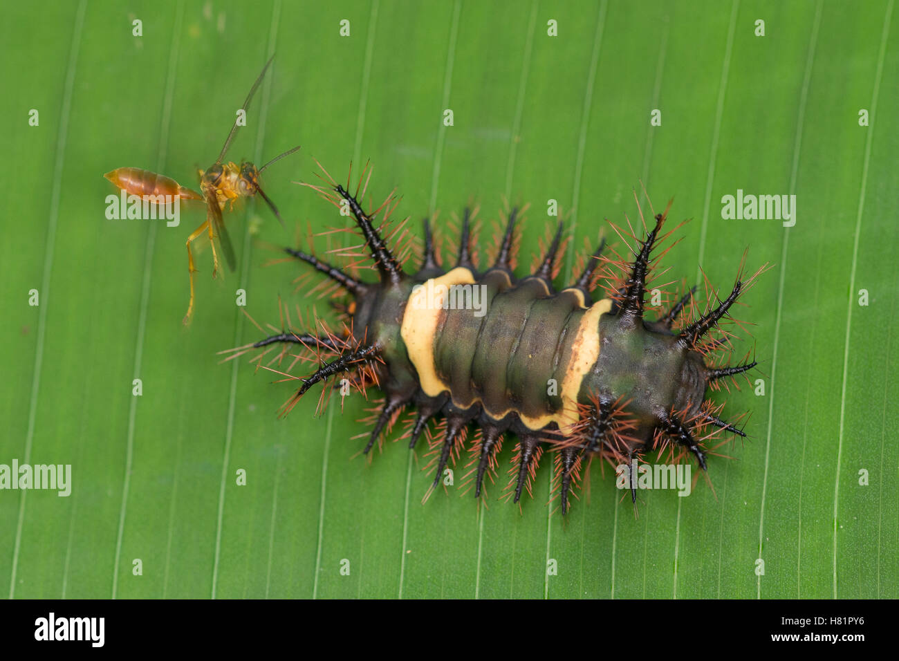 Cup Moth (Acharia nesea) caterpillar and parasitic wasp, Costa Rica ...