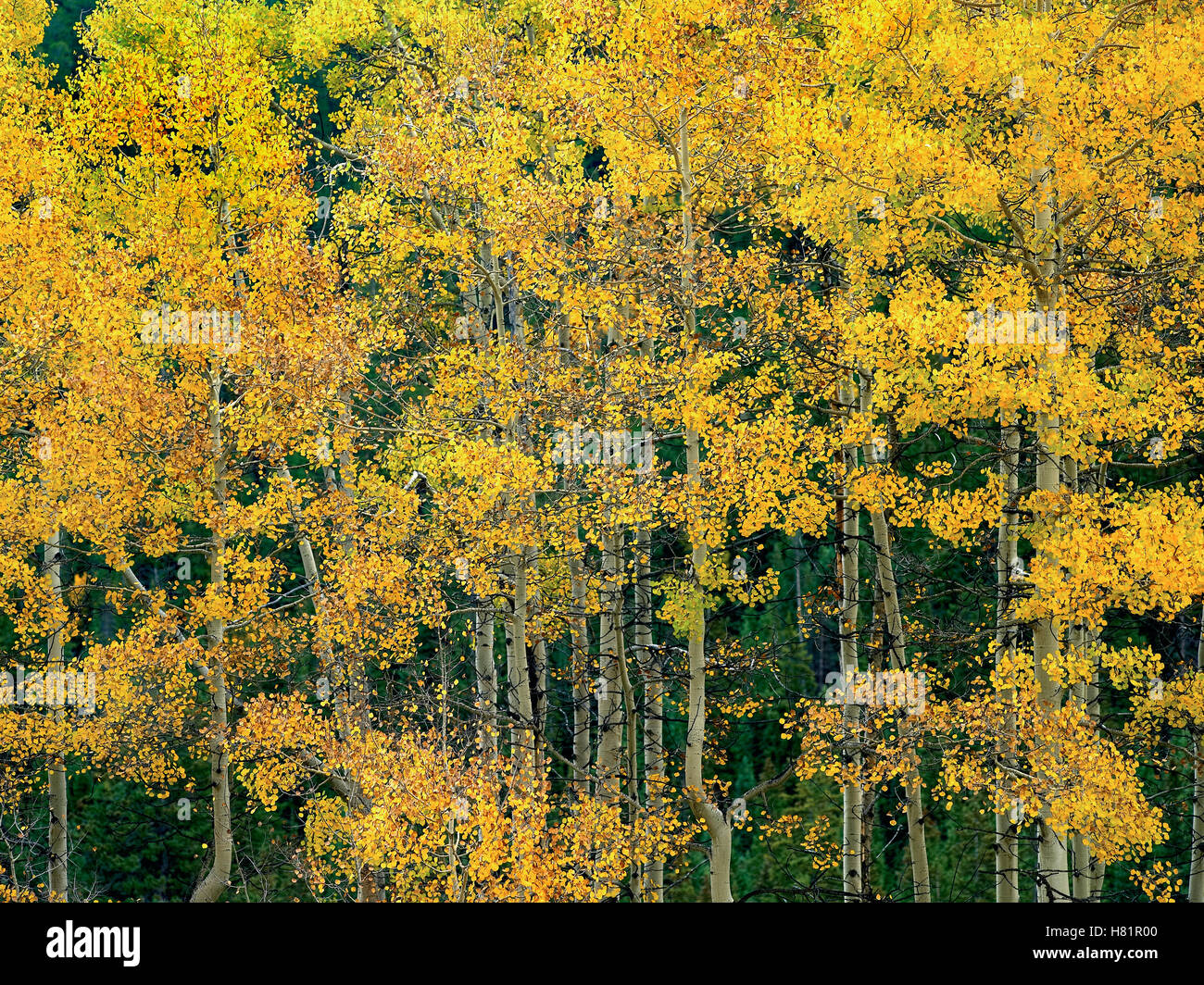 Quaking Aspen (Populus tremuloides) trees in fall, Maroon Bells ...
