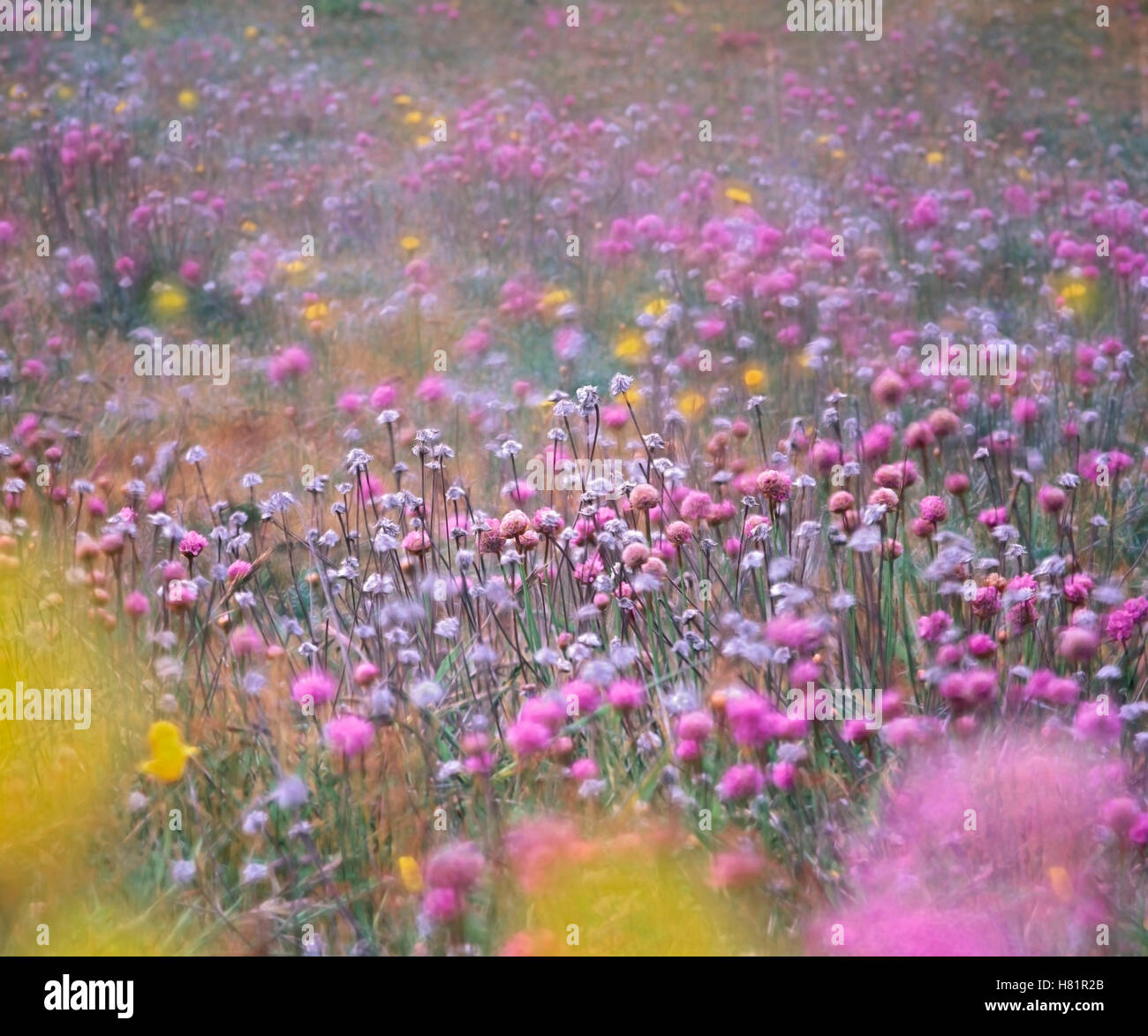 Wildflowers in meadow, Mendocino Headlands State Park, California Stock ...