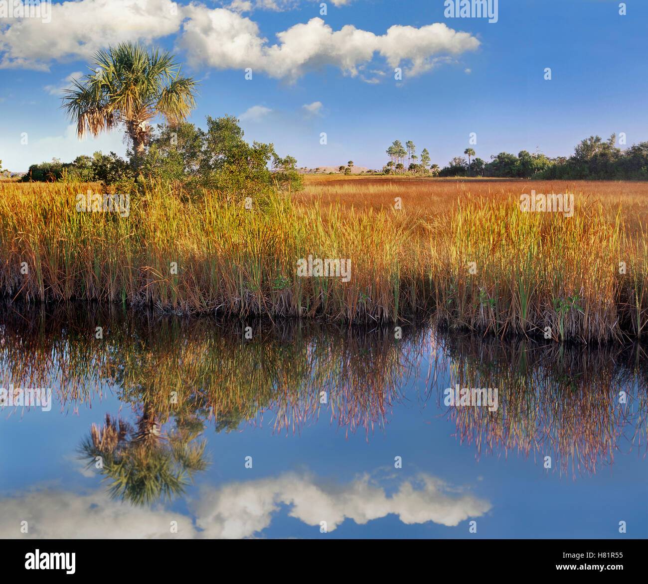 Cabbage Palm (Sabal sp) in wetland, Fakahatchee State Preserve, Florida ...