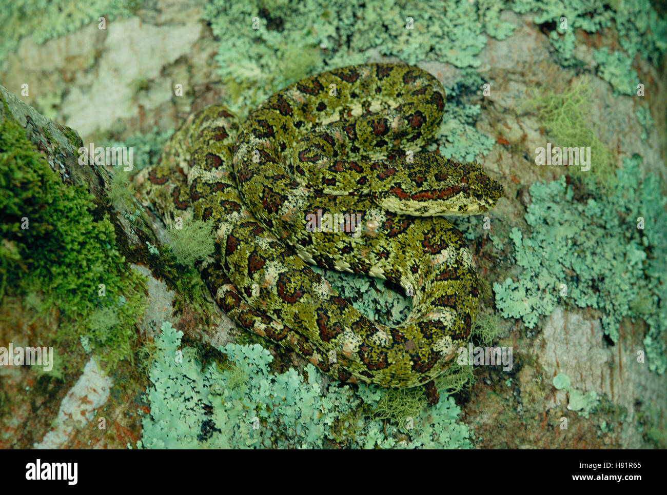 Eyelash Viper (Bothriechis schlegelii) venomous green morph camouflaged ...